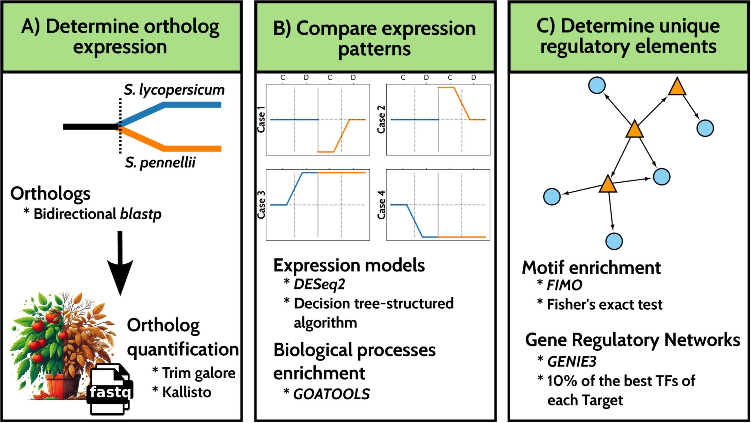 Genes en guardia: El tomate del desierto se anticipa a la sequía - Phytolearning